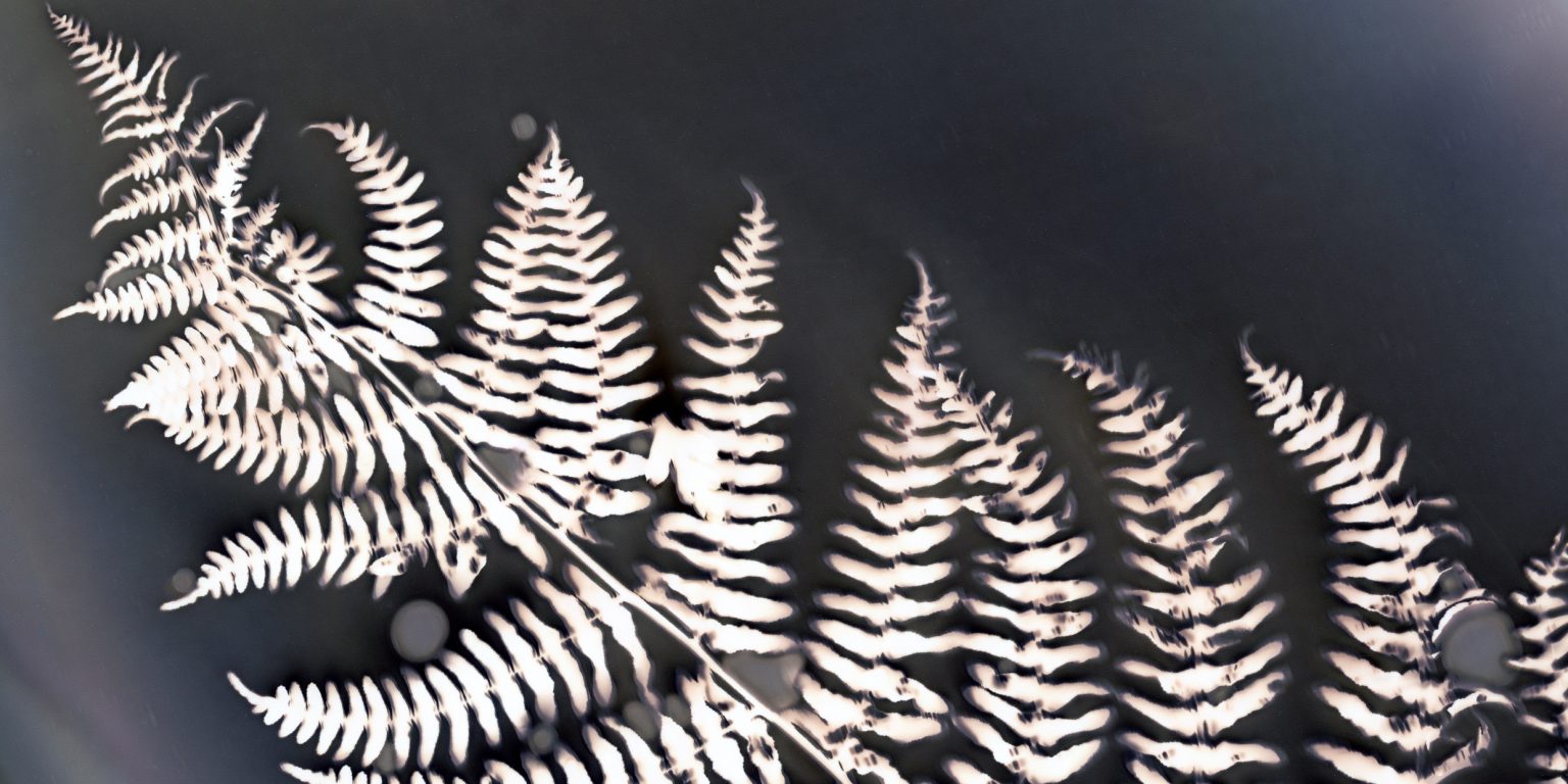 What is Lumen Print Art? - Alchemi Art