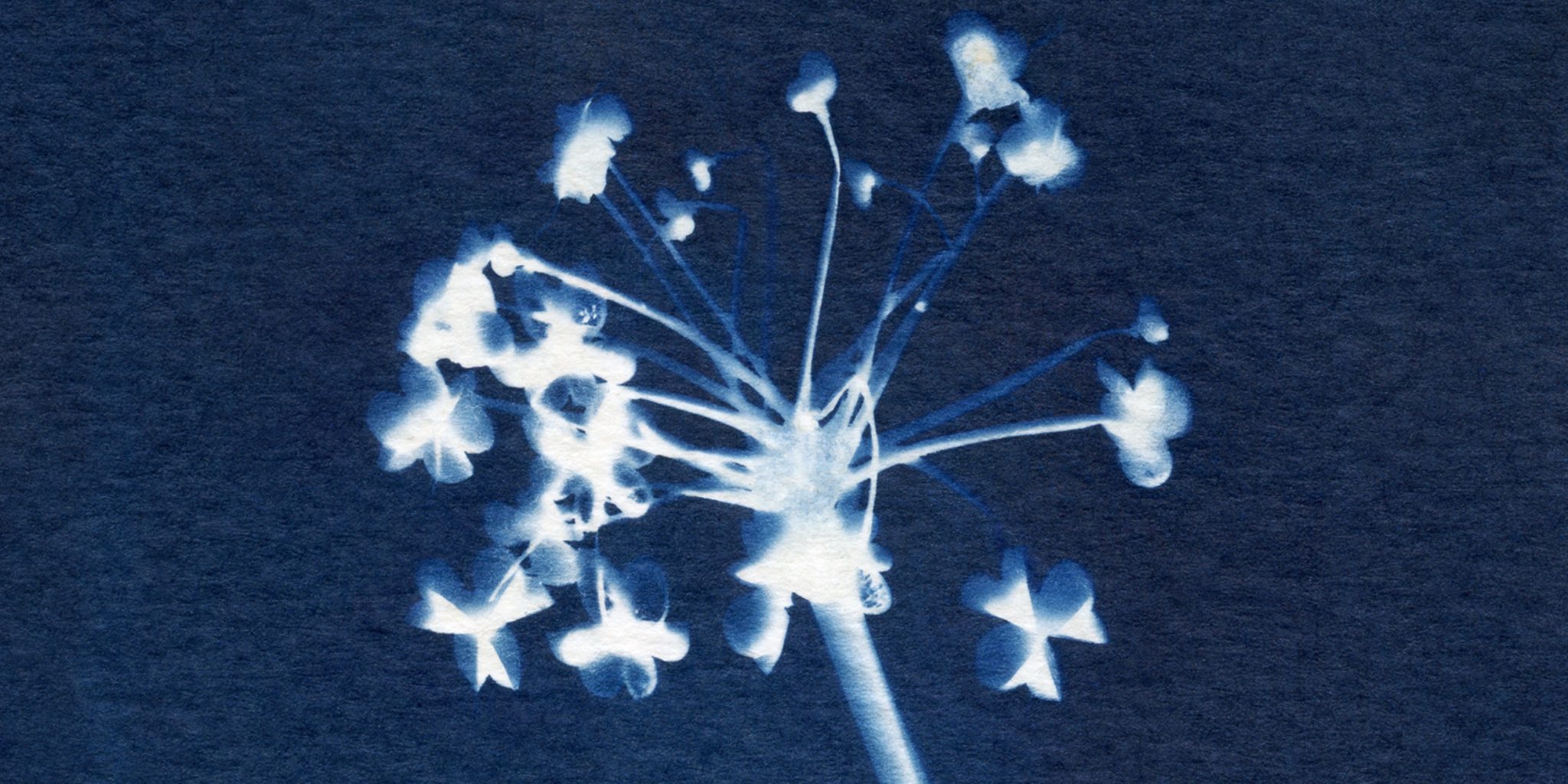 How to Make a Cyanotype Tutorial - Alchemi Art